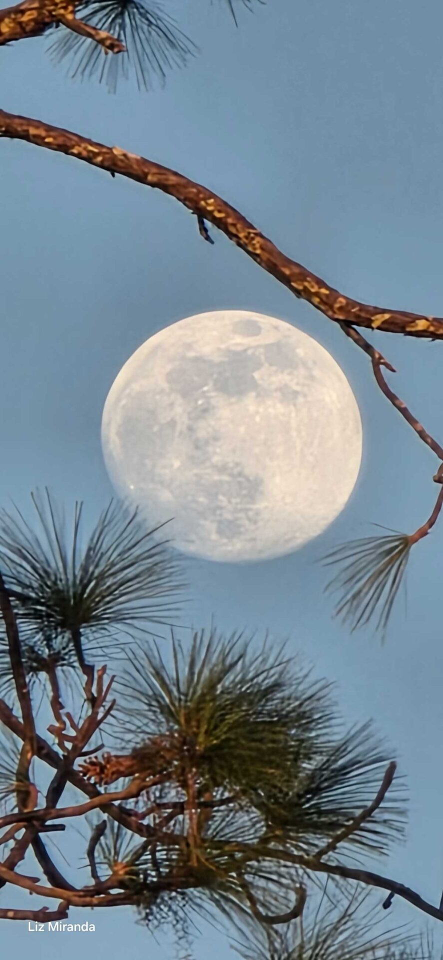 Full moon over Ocala’s Glynwood neighborhood - Ocala-News.com