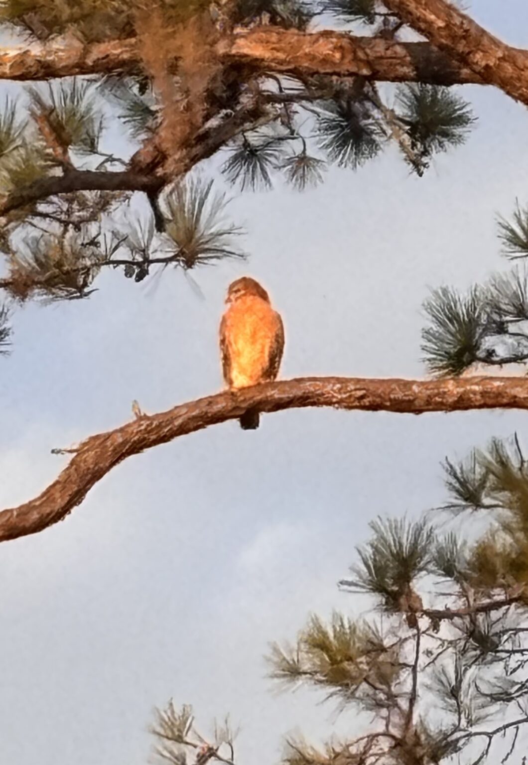 Red-shouldered hawk high up in Ocala tree - Ocala-News.com