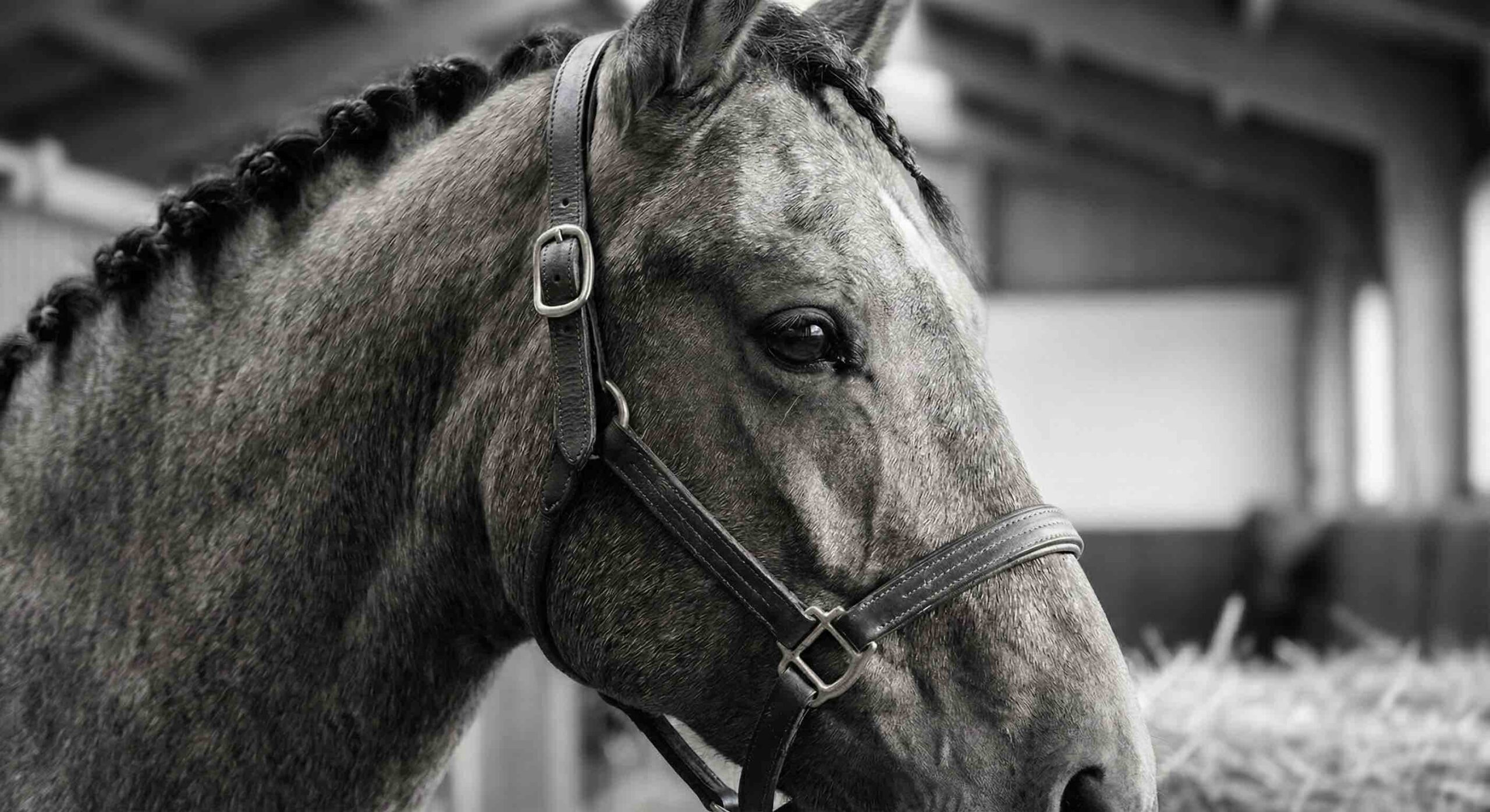 Delaware woman sues HITS Ocala after dog allegedly attacks horse ...