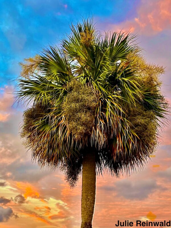 Beautiful palm tree in Ocala - Ocala-News.com