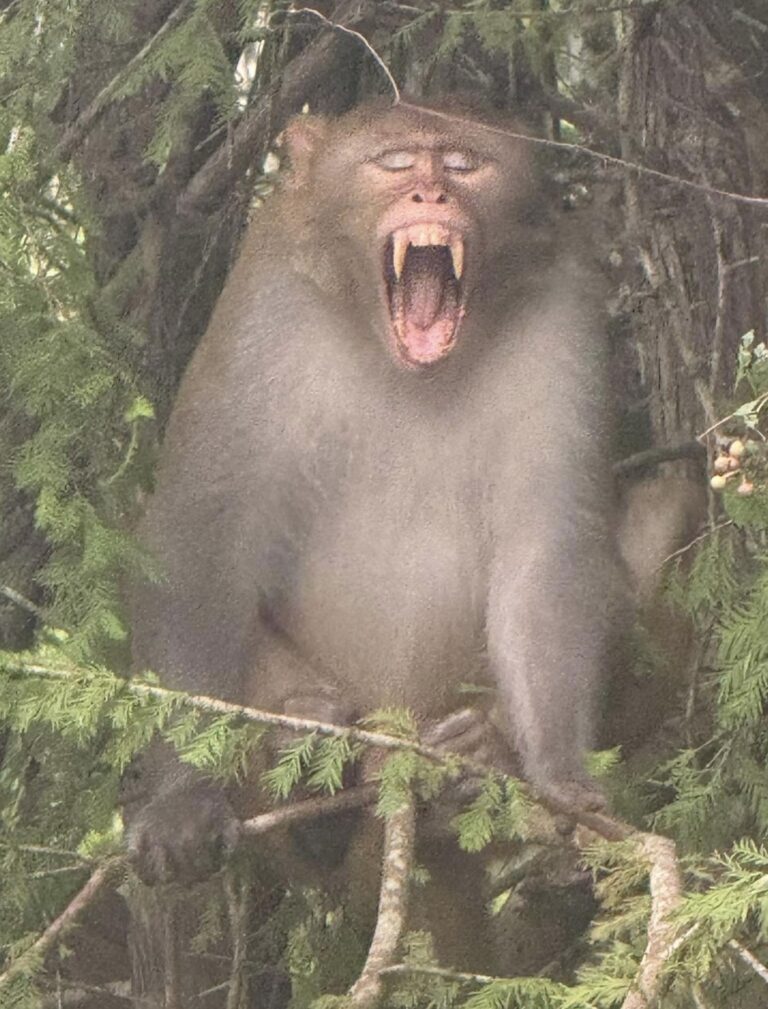 Large rhesus macaque at Silver Springs State Park - Ocala-News.com
