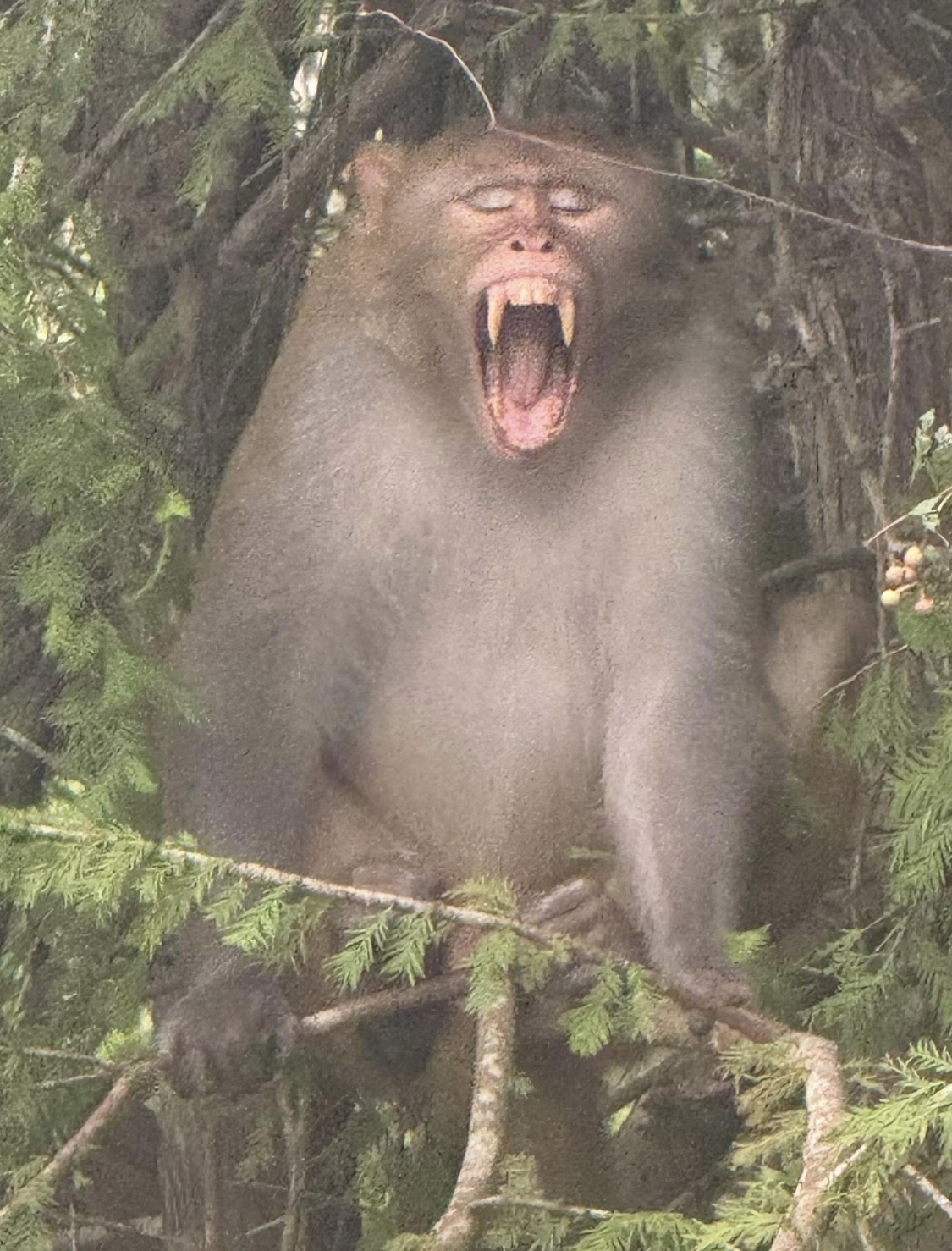 Large rhesus macaque at Silver Springs State Park - Ocala-News.com