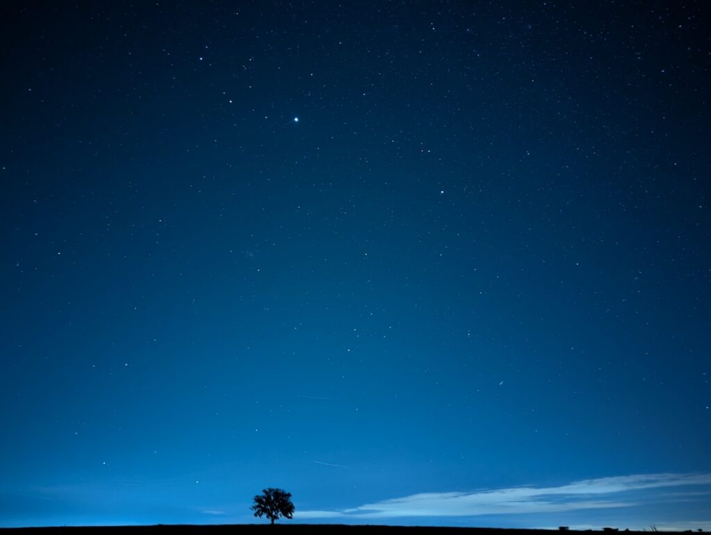 Lone tree at night in Ocala - Ocala-News.com
