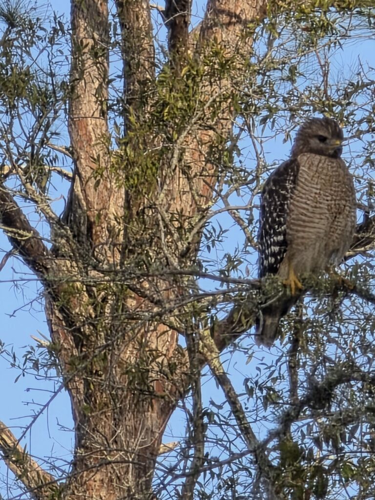 Red-shouldered hawk in SE Ocala tree - Ocala-News.com