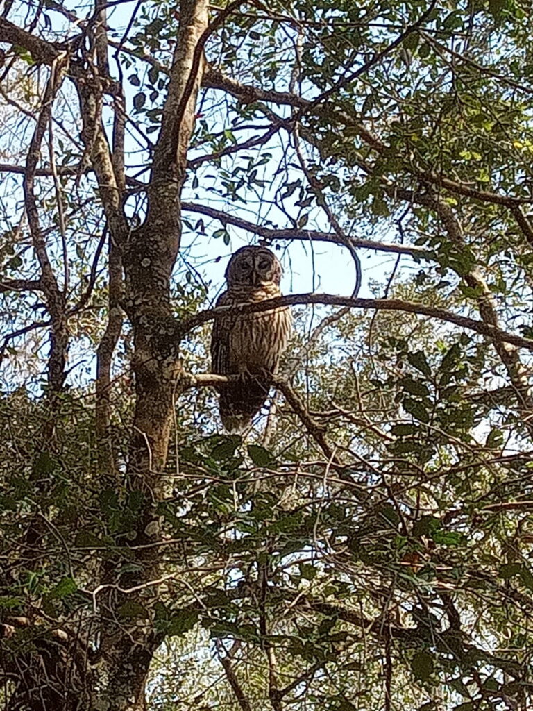 Barred owl at Ross Prairie State Forest - Ocala-News.com