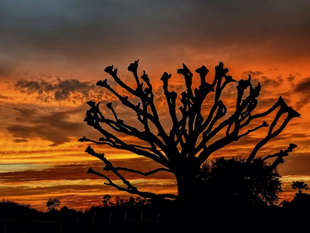 Golden sunset against crepe myrtle tree in the SummerGlen Community ...