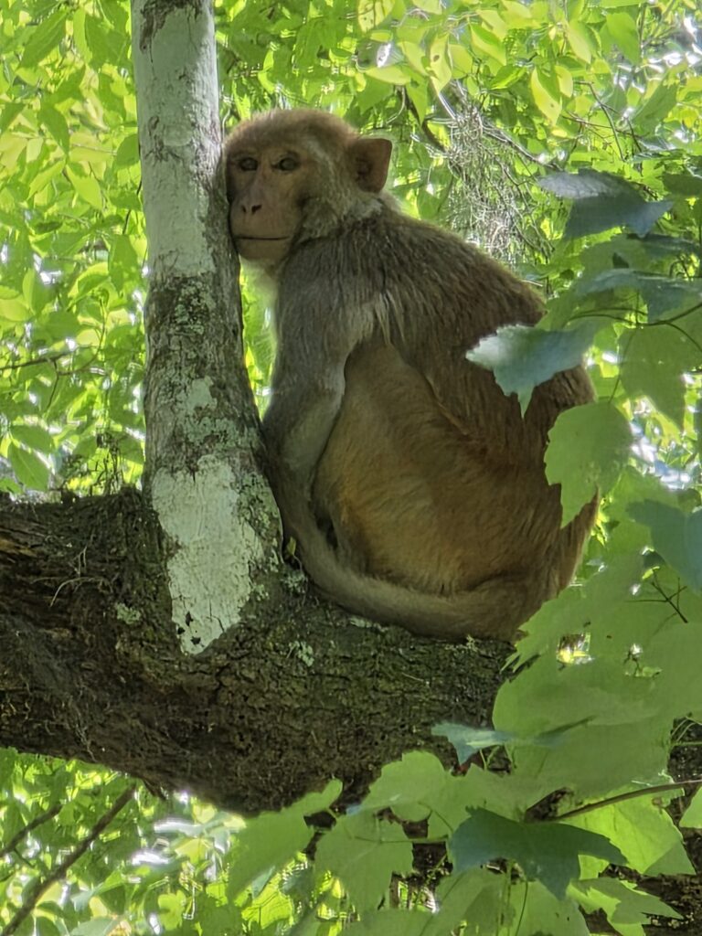 Monkey spotted during spring break visit to Silver Springs - Ocala-News.com