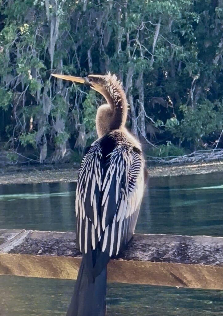 Anhinga dries wings at Silver Springs State Park - Ocala-News.com