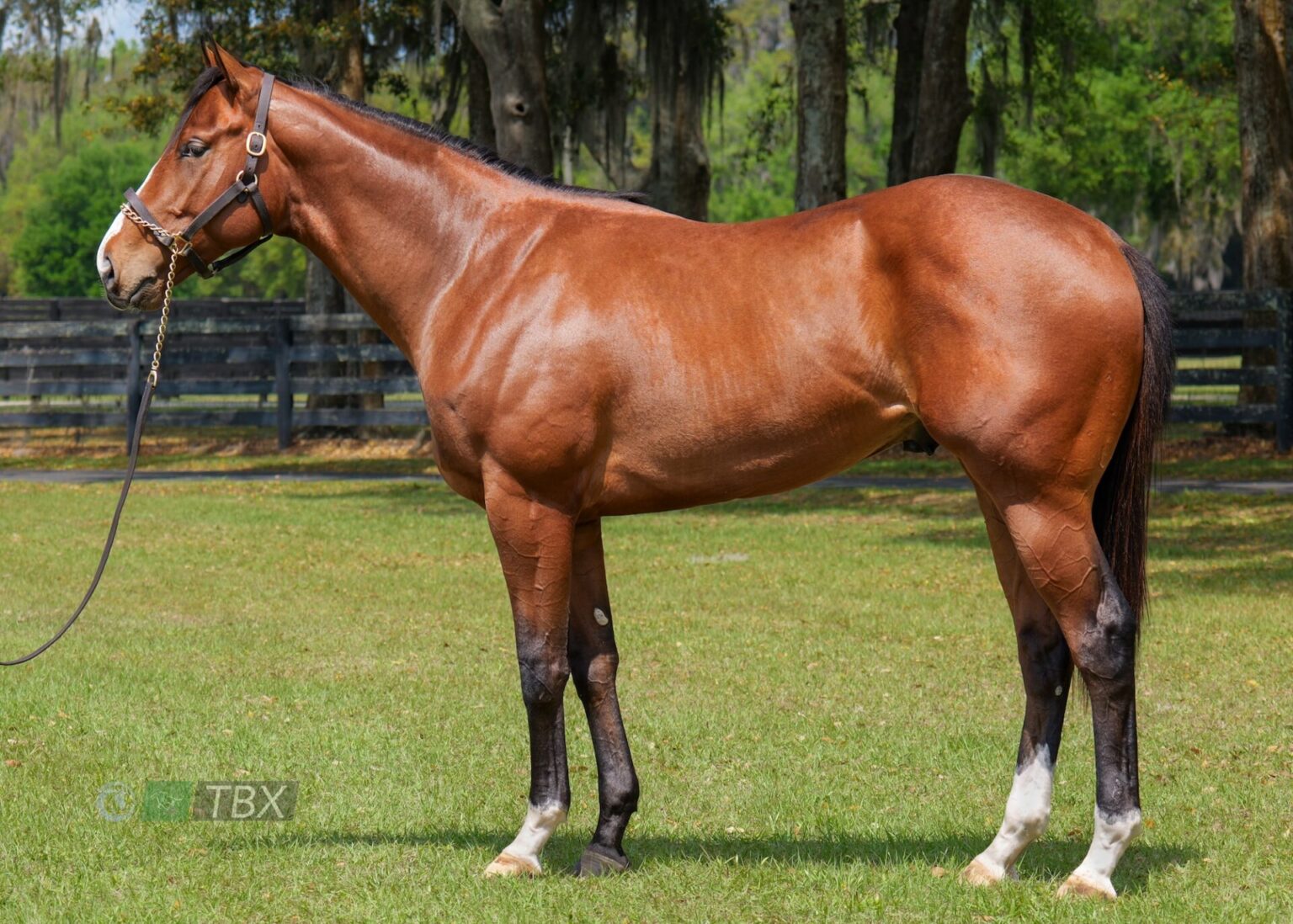 Saudi billionaire spends $10.5 million on horse at Ocala Breeders ...