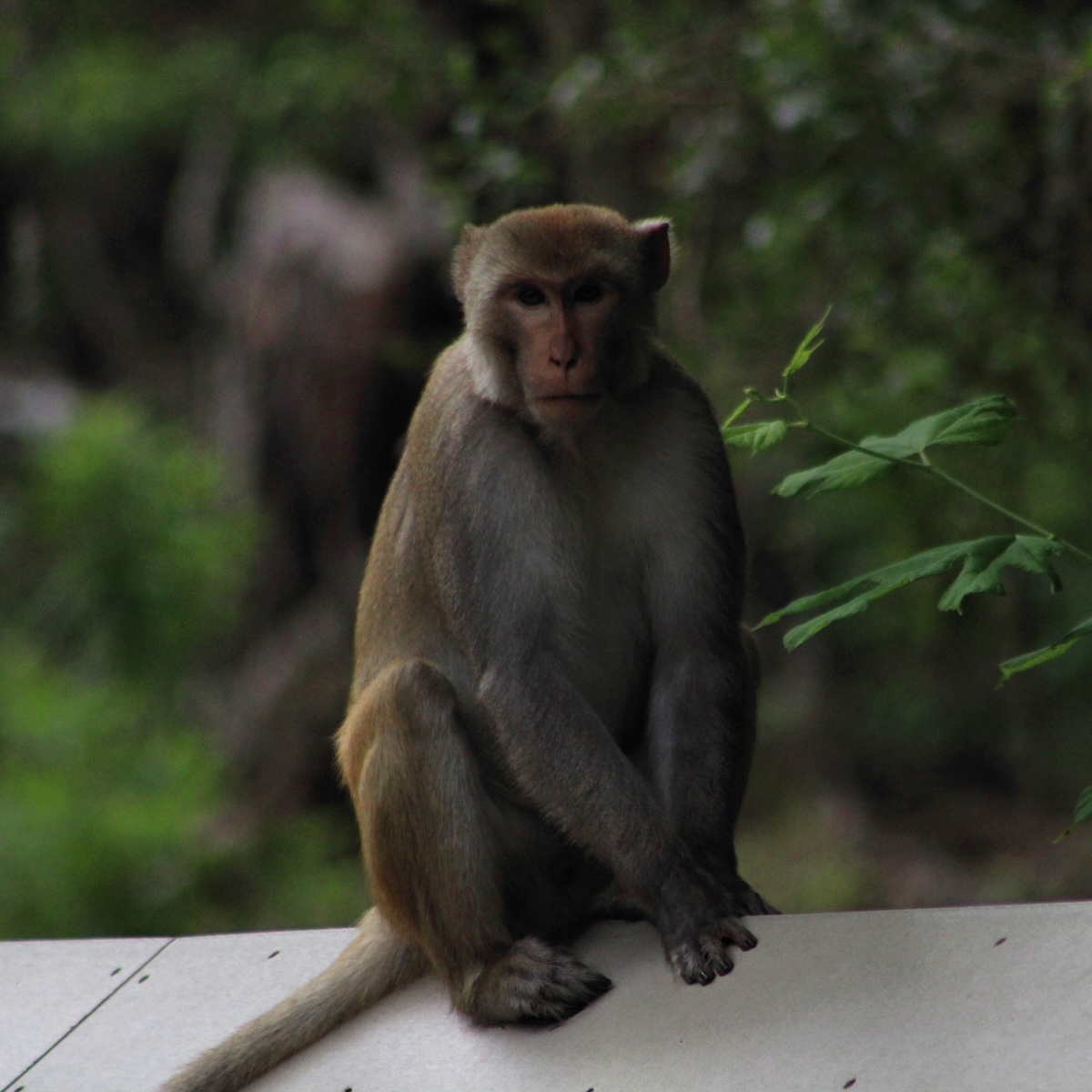Monkey spotted at Silver Springs State Park - Ocala-News.com