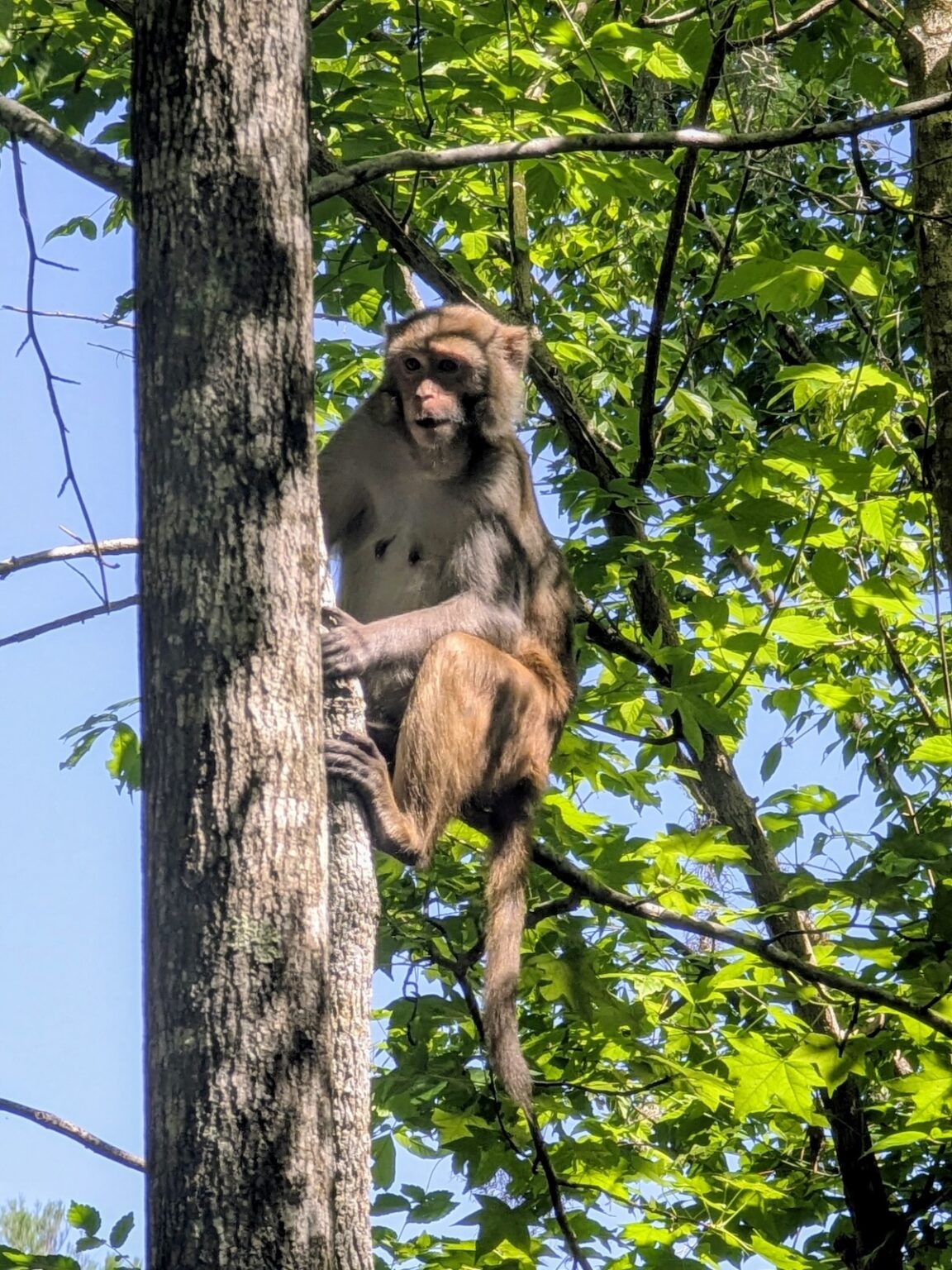 Monkey spotted climbing tree at Silver Springs - Ocala-News.com