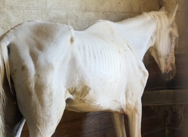 Ocala non-profit owners arrested after nearly 70 emaciated horses ...