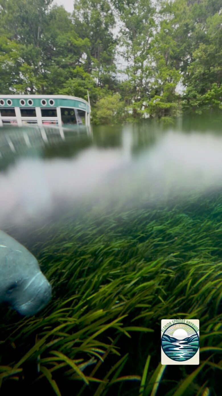 Manatee glides beneath glass bottom boat at Silver Springs State Park ...
