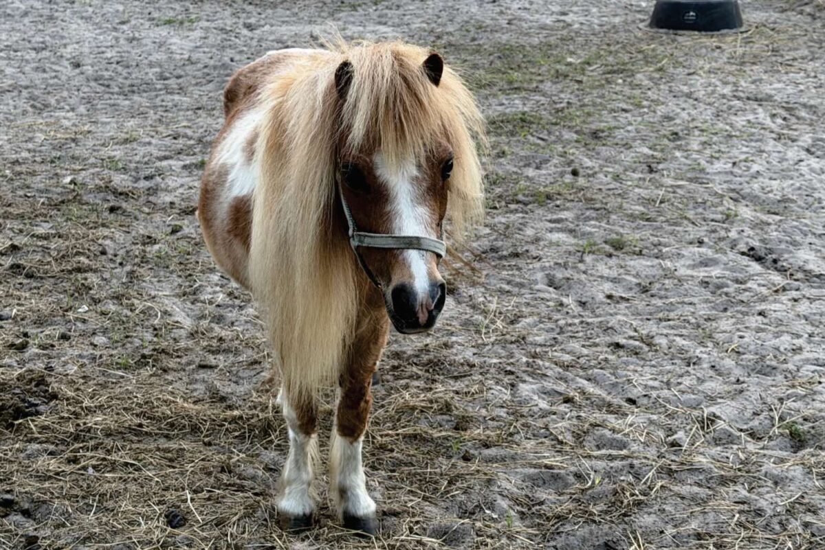 Commissioners approve permit for mini horses at Ocala home - Ocala-News.com
