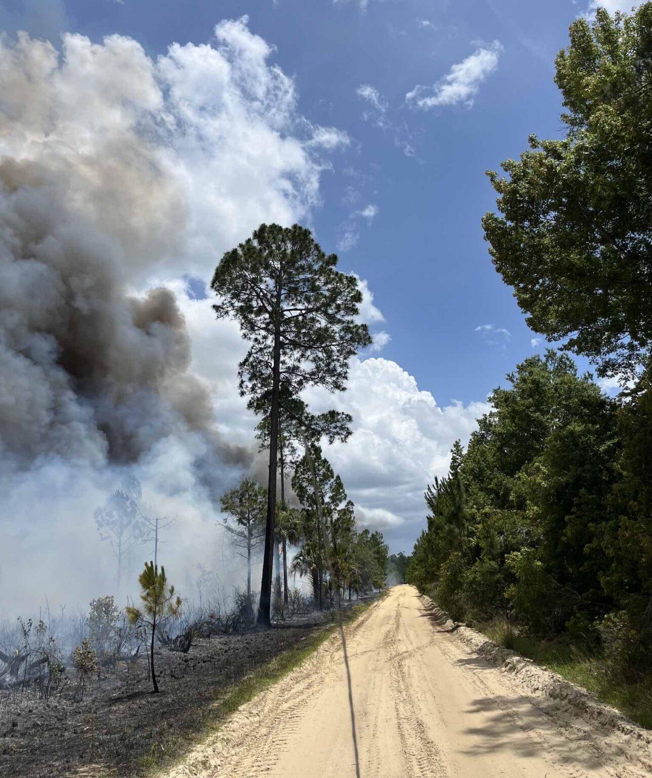 Nearly 1,000-acre wildfire in Ocala National Forest rages as strategic ...
