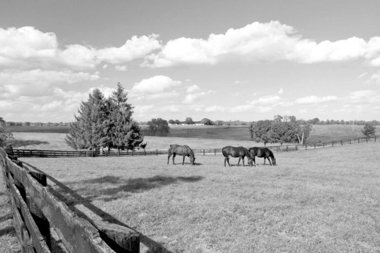 I am 91 years old and distressed by the continued horse farm sales in ...