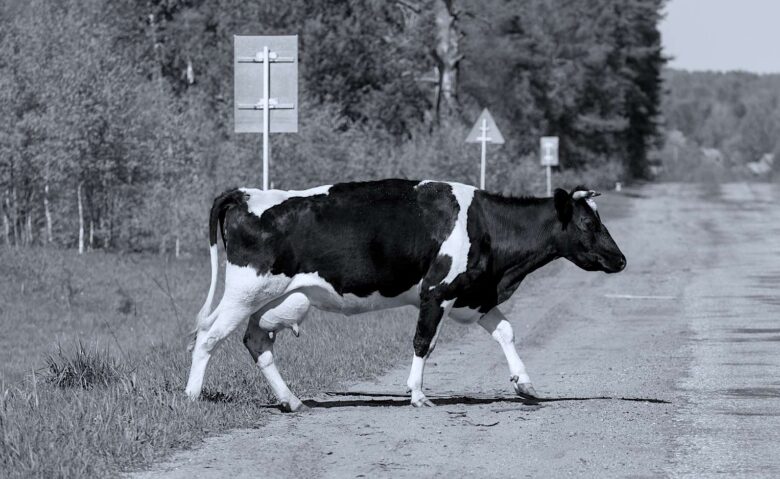 Driver claims collision with cow on Marion County road caused severe ...