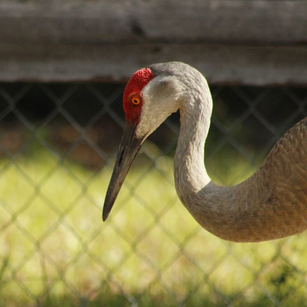 Extreme close-up captures details of a sandhill crane in Ocala - Ocala ...