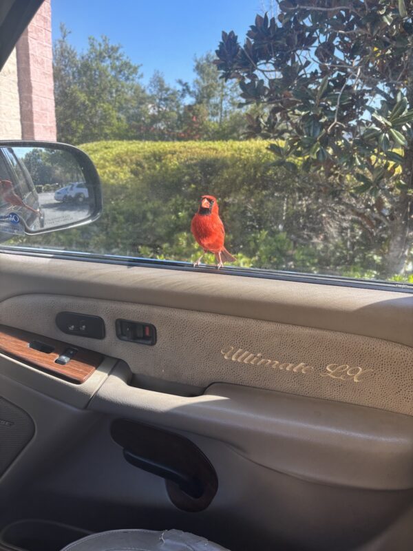 Friendly cardinal visits driver at Ocala parking lot - Ocala-News.com