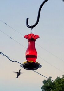 Hummingbird caught mid flight near a backyard feeder in Marion Oaks ...