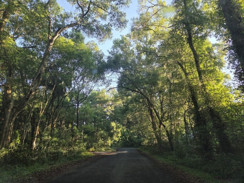 Lush tree canopy frames a quiet road in the Fort King area - Ocala-News.com
