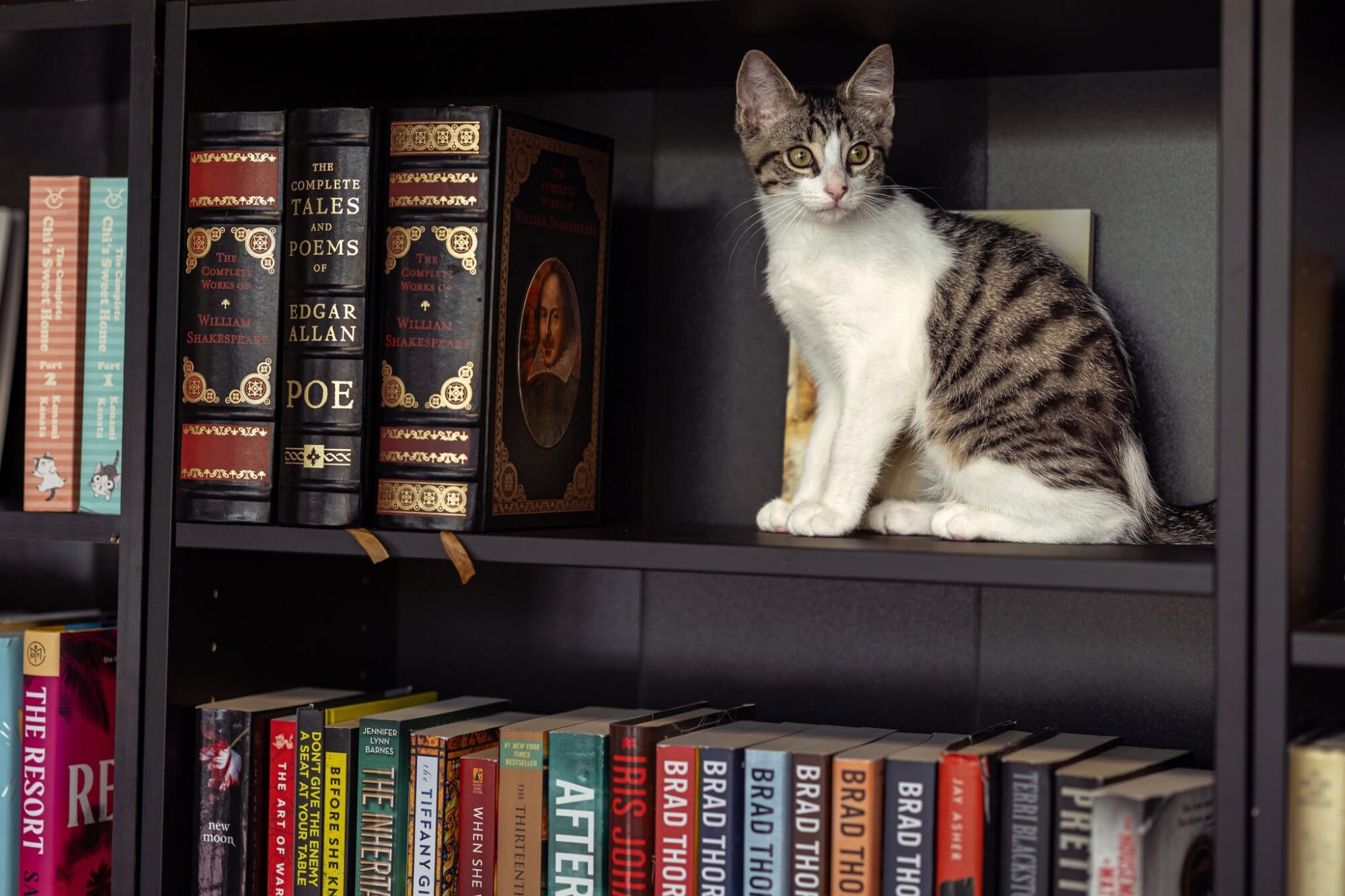First cat cafe in Ocala now open - Ocala-News.com