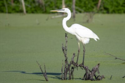 Rare great white heron spotted at Ocala Wetland Recharge Park - Ocala ...