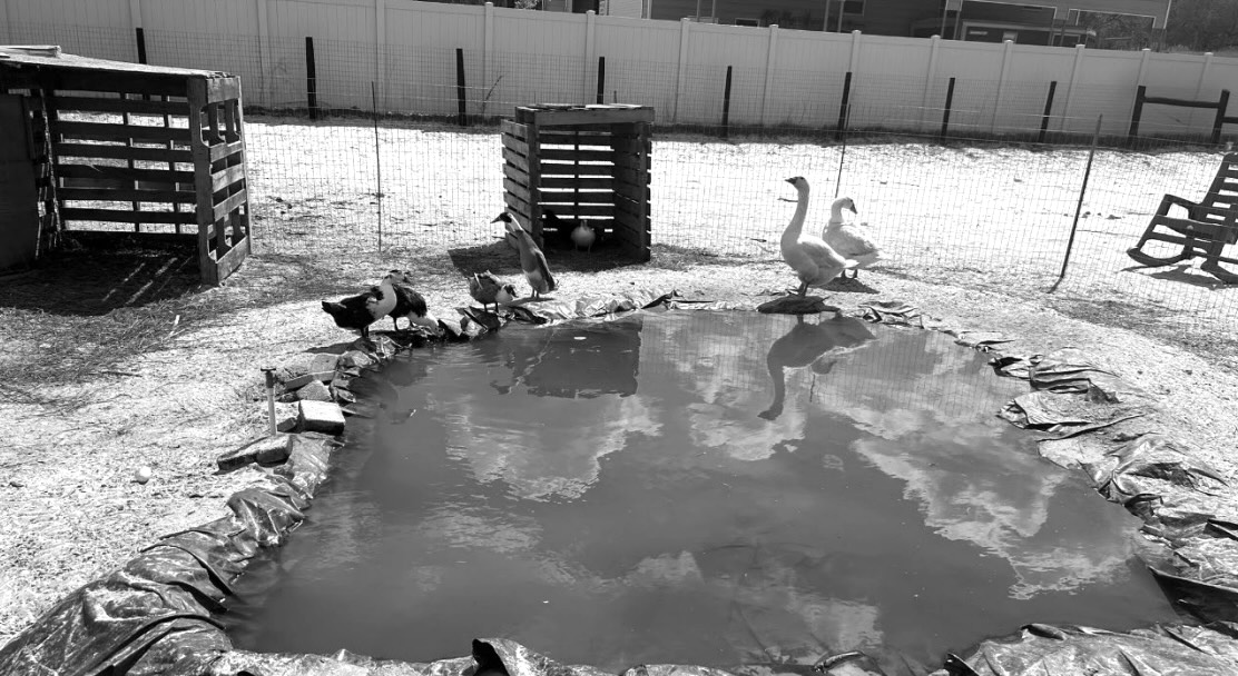 I think my request for goats and geese was not treated fairly by Marion ...