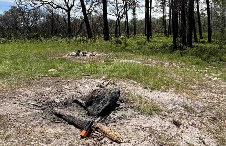 Firefighters extinguish large unattended campfire in Ocala National ...