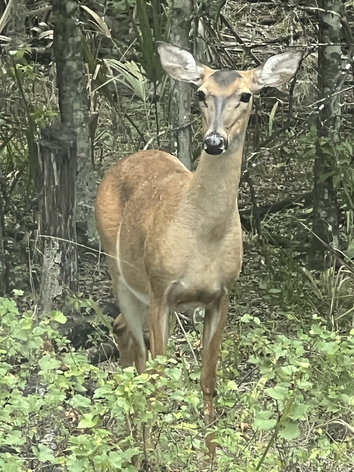 White-tailed doe spotted near the shores of Lake Weir - Ocala-News.com