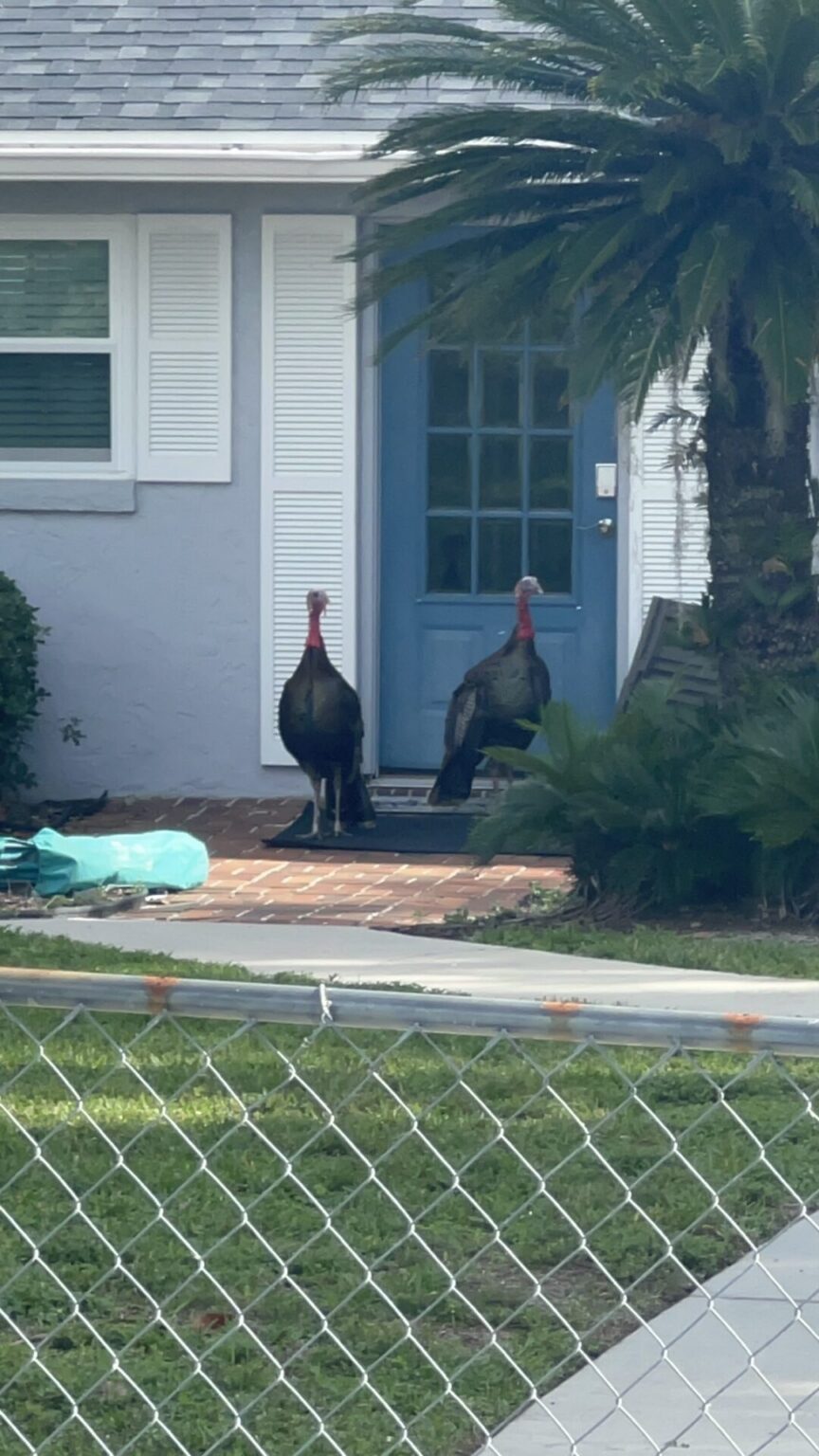 Wild turkeys drop by a front door at Little Lake Weir - Ocala-News.com