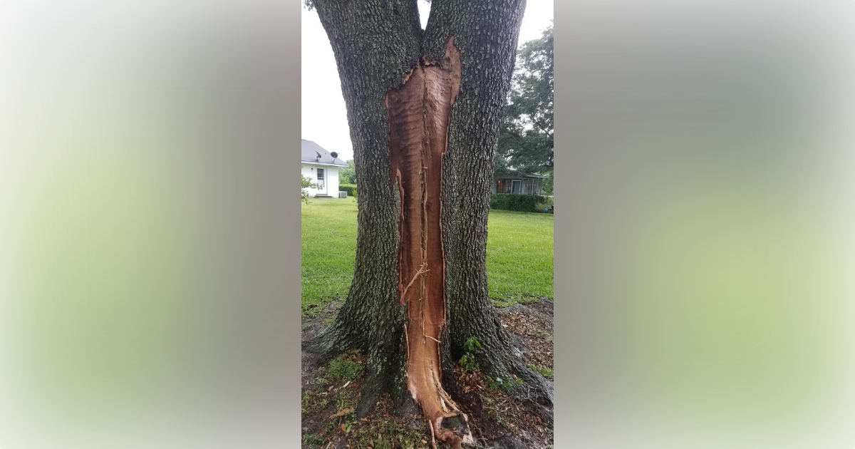 Lightning Strike On Oak Tree In Ocala - Ocala-News.com