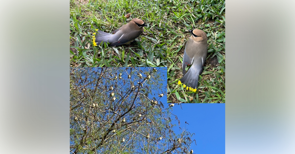Flock Of Cedar Waxwings At College Park Ocala - Ocala-News.com