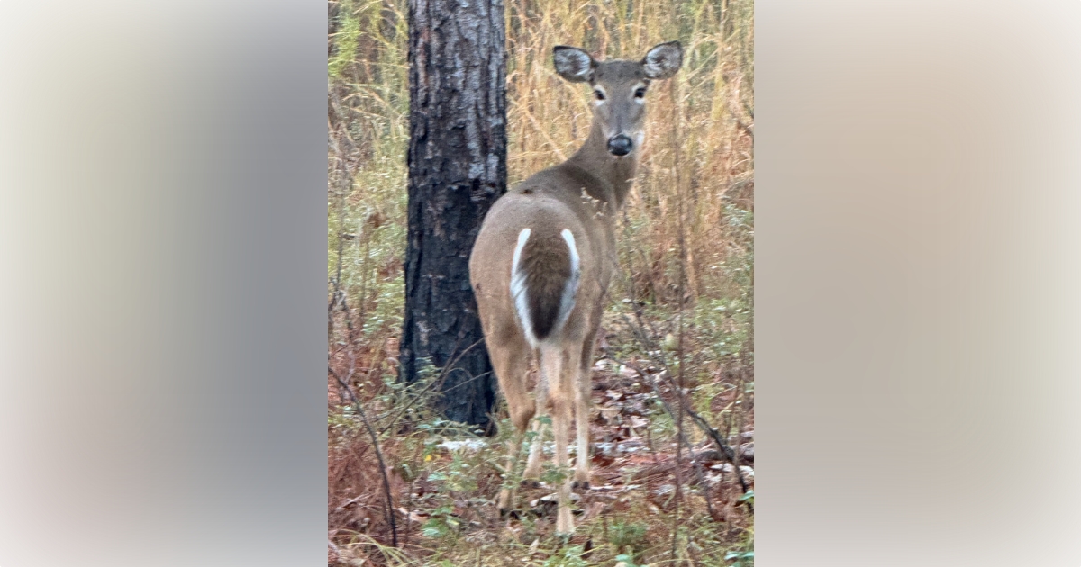 Deer spotted at Baseline Trailhead Park - Ocala-News.com