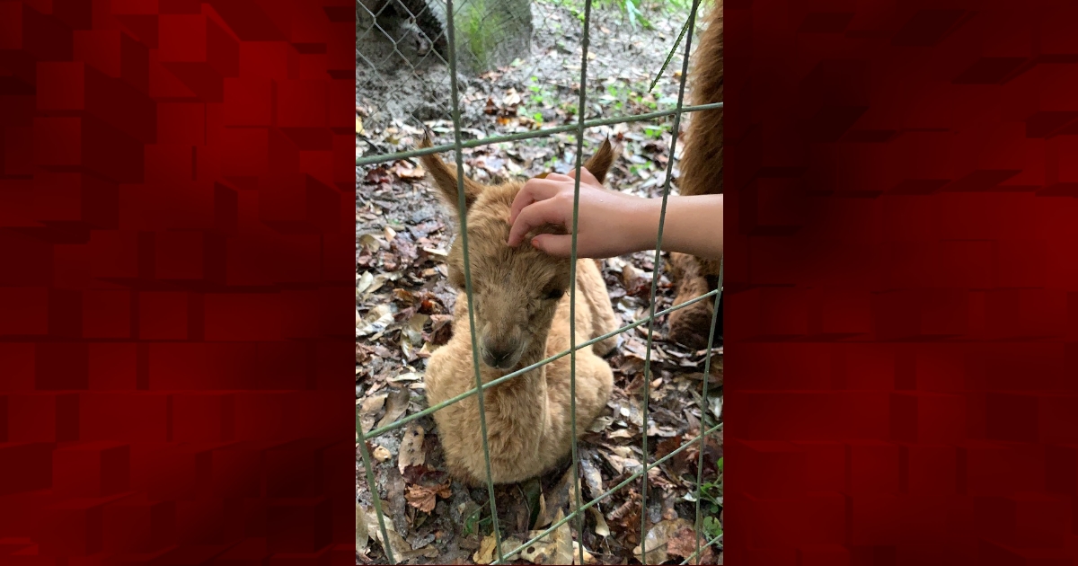 Two-Day-Old Alpaca At Skunkie Acres In Ocala - Ocala-News.com