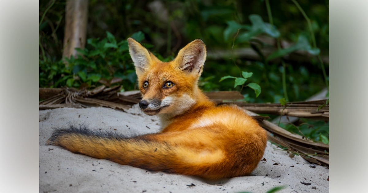 Red fox on alert in Marion County - Ocala-News.com