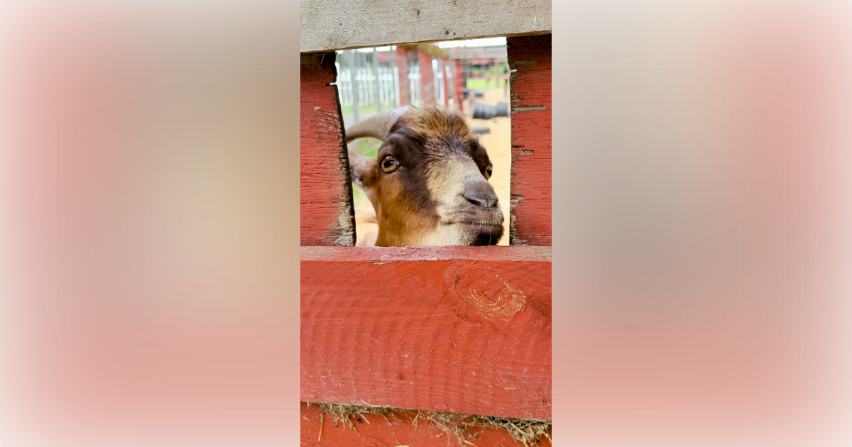 Hungry Goat At Petting Zoo Ocala - Ocala-News.com