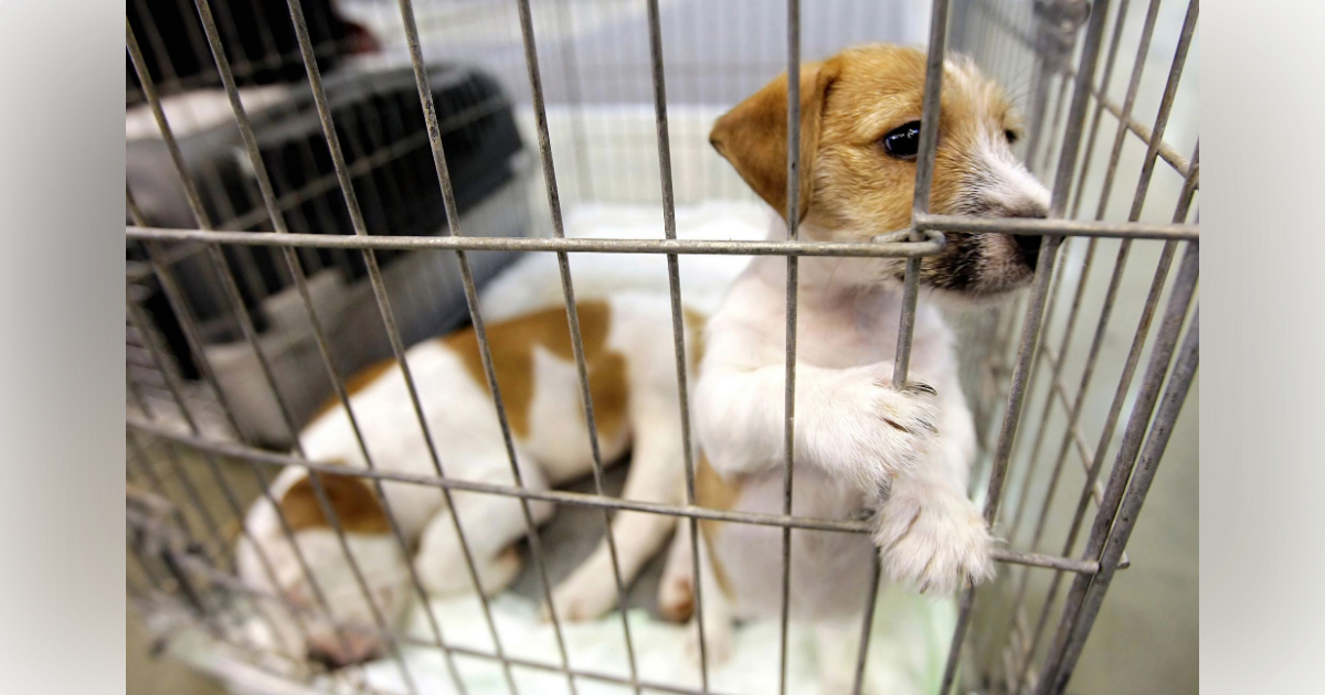 Marion organizations joining pet adoption event in effort to house ...