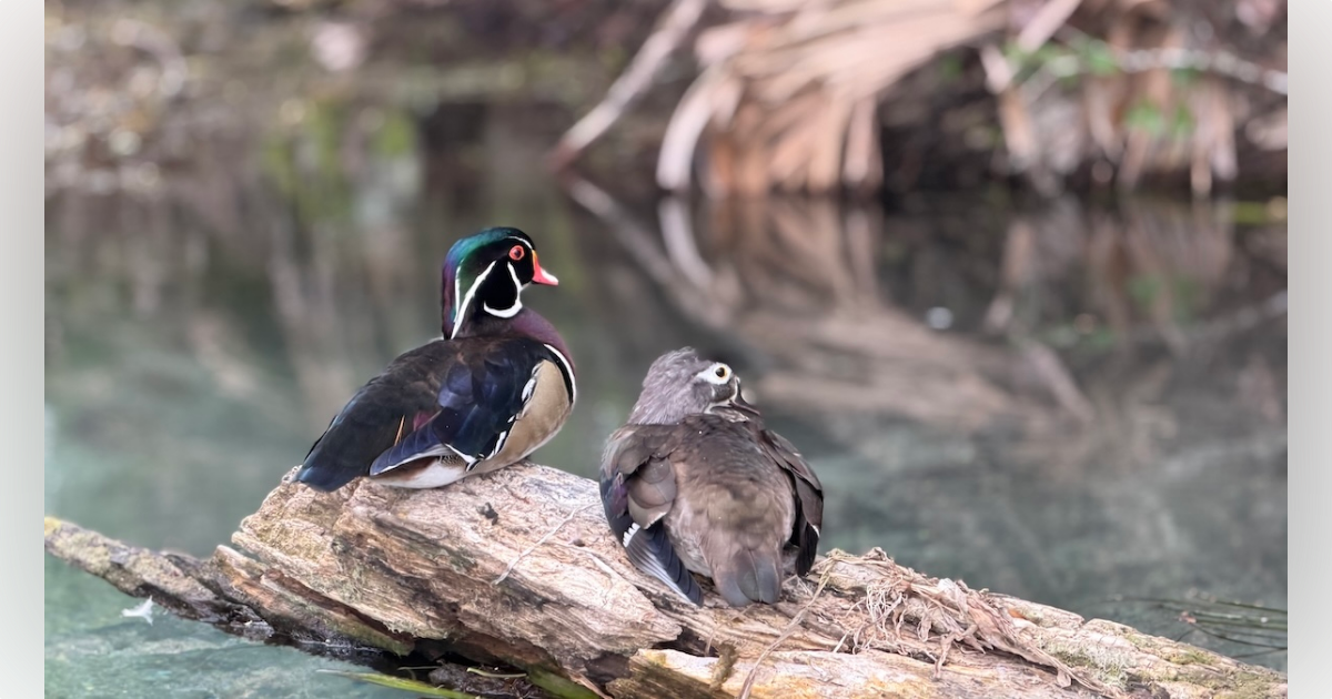 Wood ducks on the Silver River - Ocala-News.com