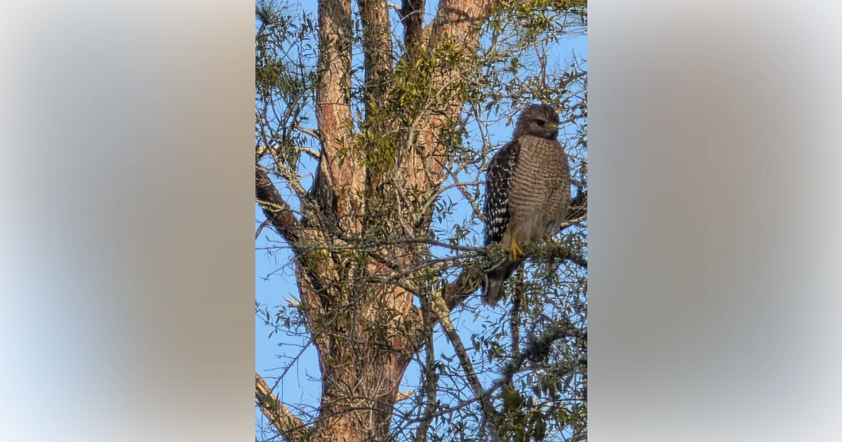 Red-shouldered hawk in SE Ocala tree - Ocala-News.com