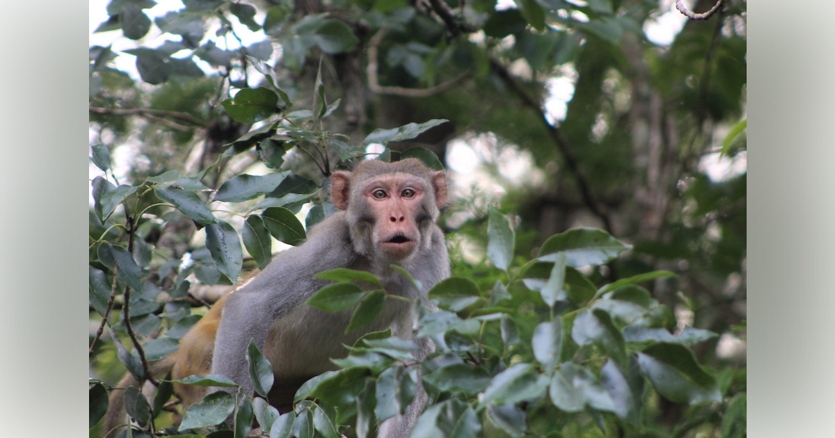 Rhesus macaque monkey observing visitors at Silver Springs State Park ...