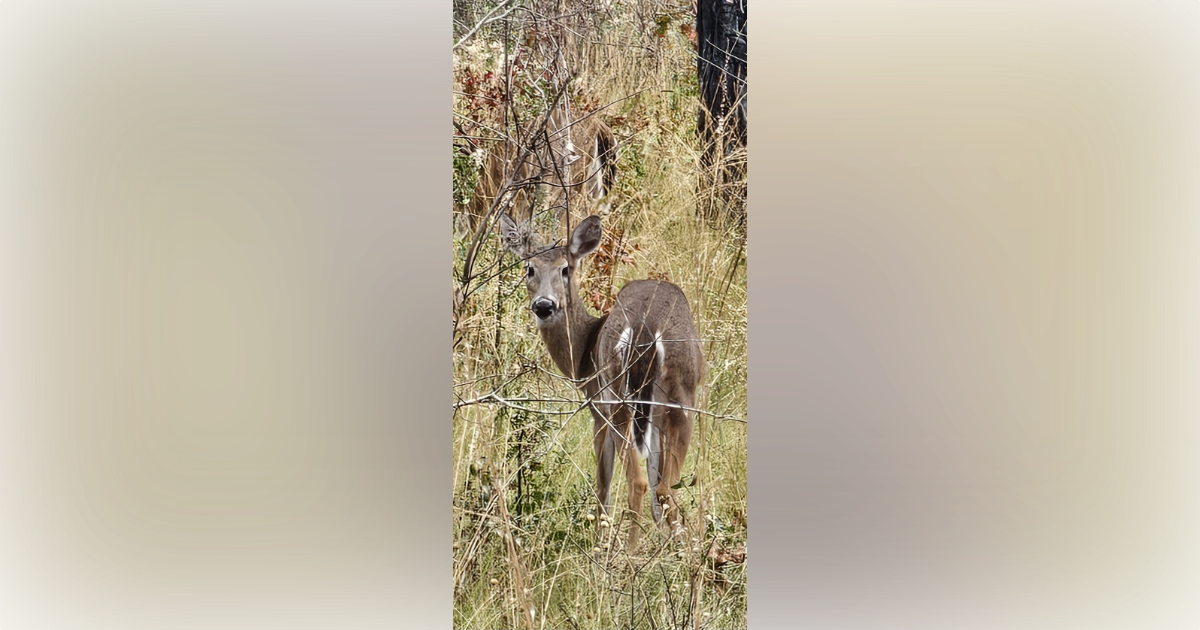 White-tailed deer near 49th Avenue Trailhead in Ocala - Ocala-News.com