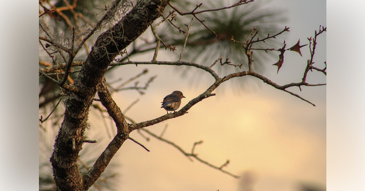 Eastern bluebird resting in Ocala tree - Ocala-News.com