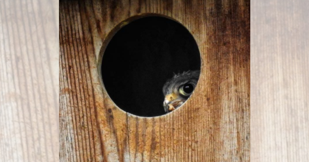 Kestrel boxes in Ocala are a sight to see - Ocala-News.com