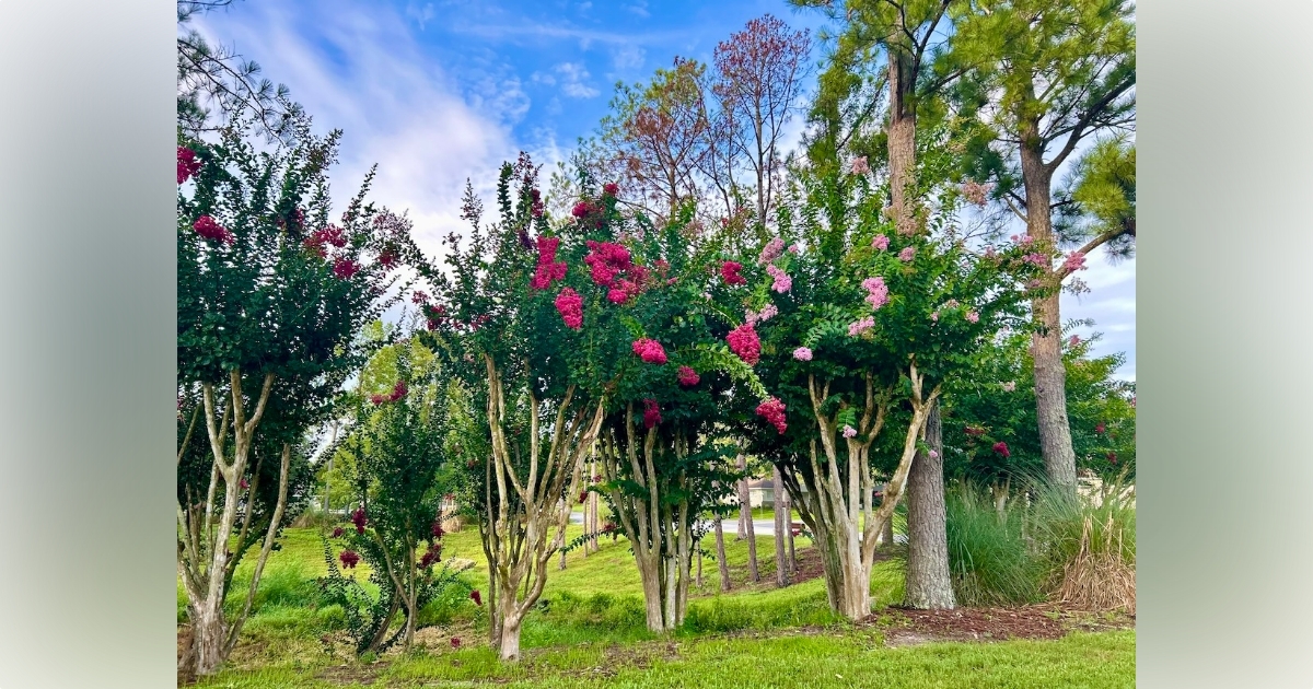 Beautiful crape myrtles blooming at On Top of the World - Ocala-News.com