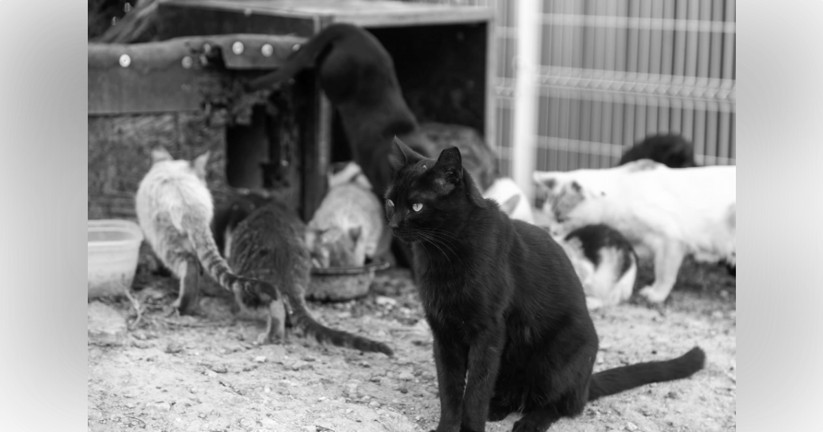 I'm disgusted with the amount of feral cats in Marion County - Ocala ...