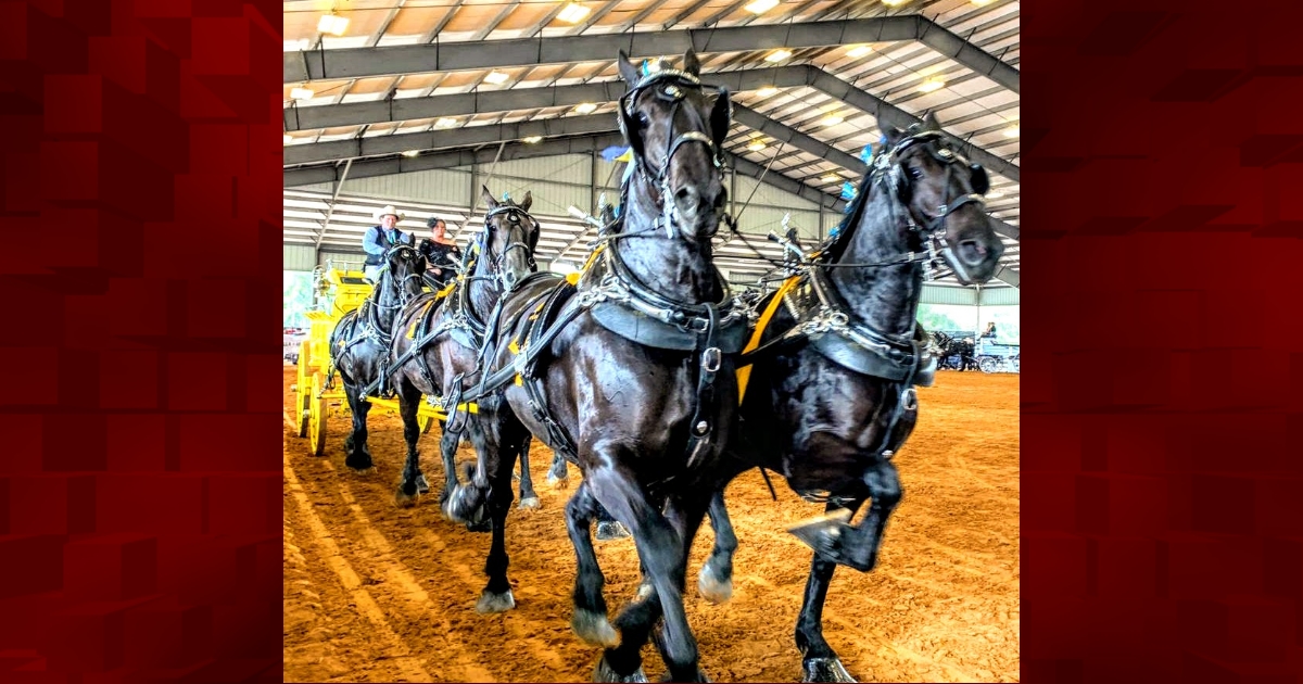 Grandview Invitational draws large crowd with magnificent horses, stage ...