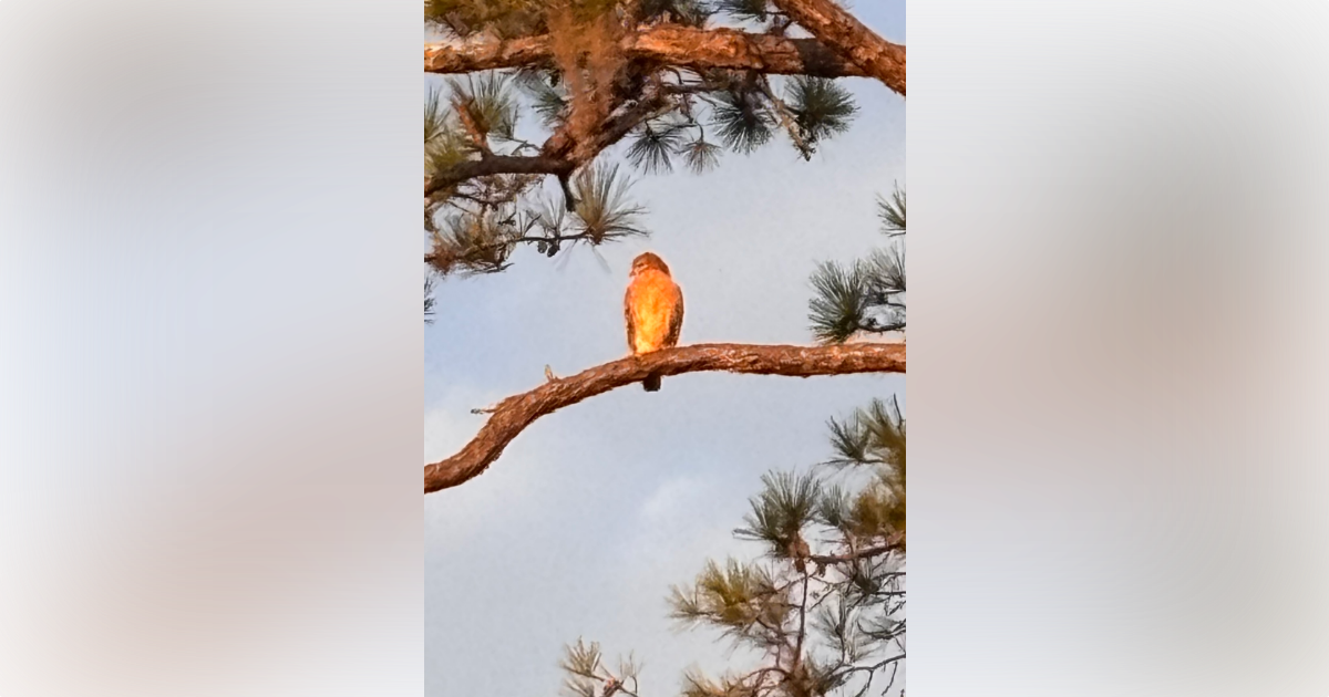 Red-shouldered hawk high up in Ocala tree - Ocala-News.com